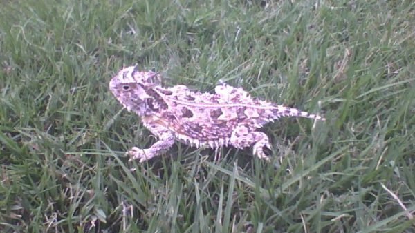 What are the Texas state animals? | Texini The Lonestar Lifestyle