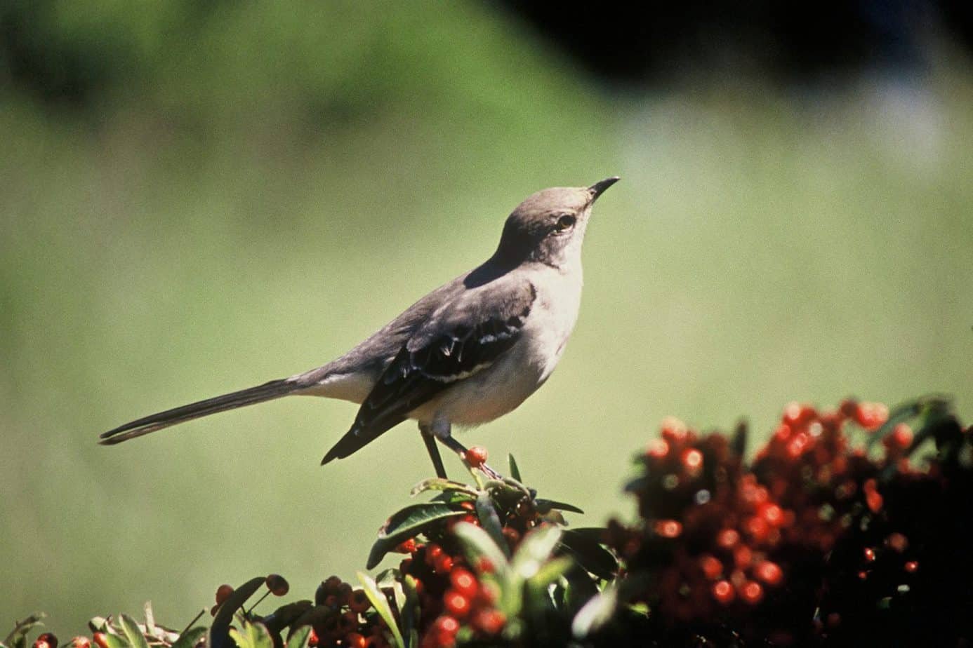 What are the Texas state animals? | Texini The Lonestar Lifestyle