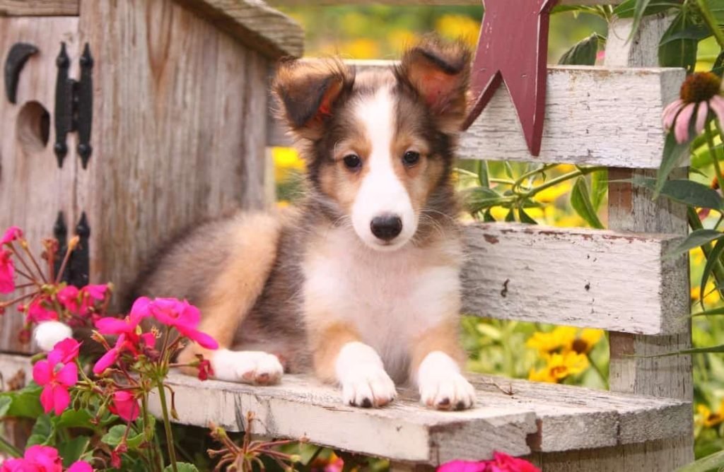 Cow Dogs | Texini | Texas Lifestyle | Nature and Outdoor Living