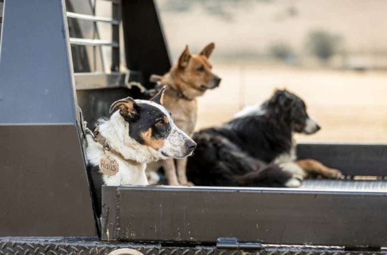 Cow Dogs | Texini | Texas Lifestyle | Nature and Outdoor Living