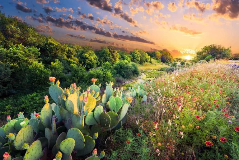 Native Texas Plants | Xeriscape | Texini | The Lone Star Lifestyle