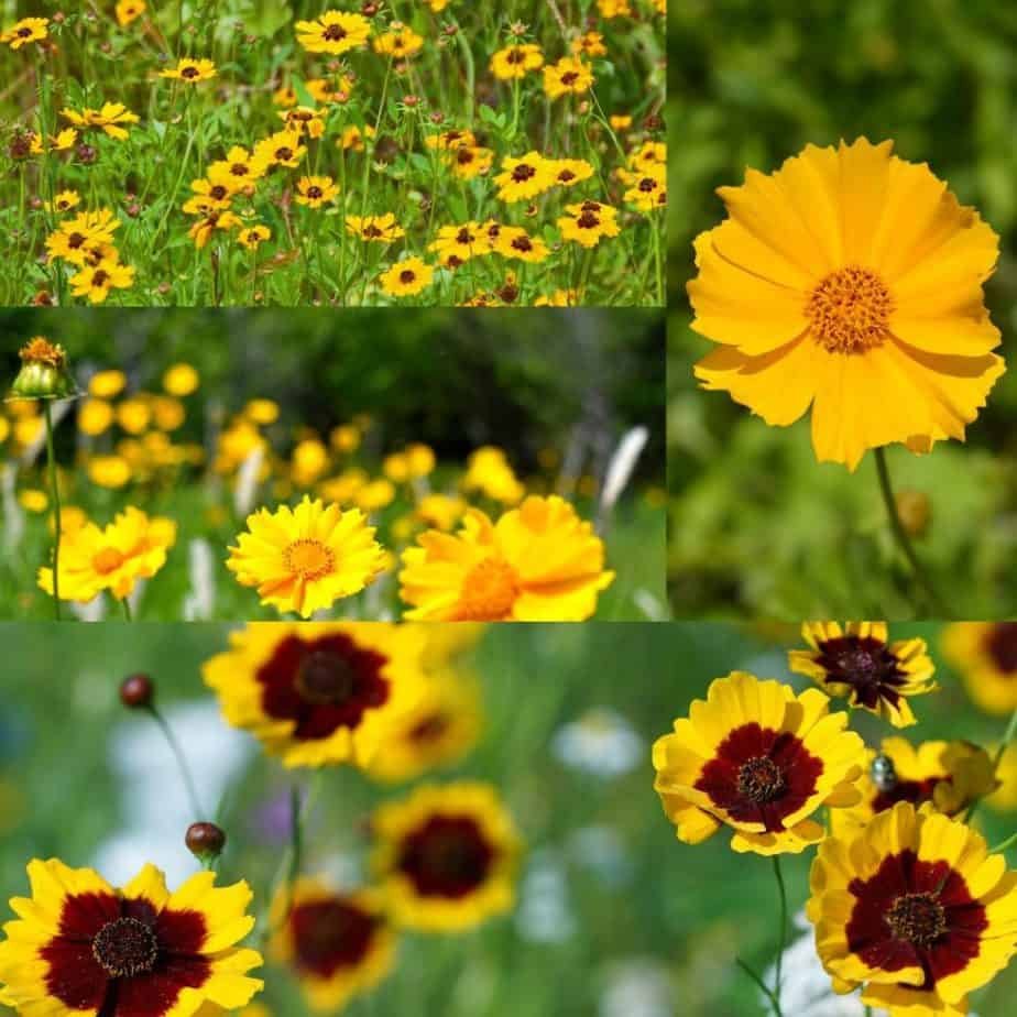 Native Texas Plants | Xeriscape | Texini | The Lone Star Lifestyle