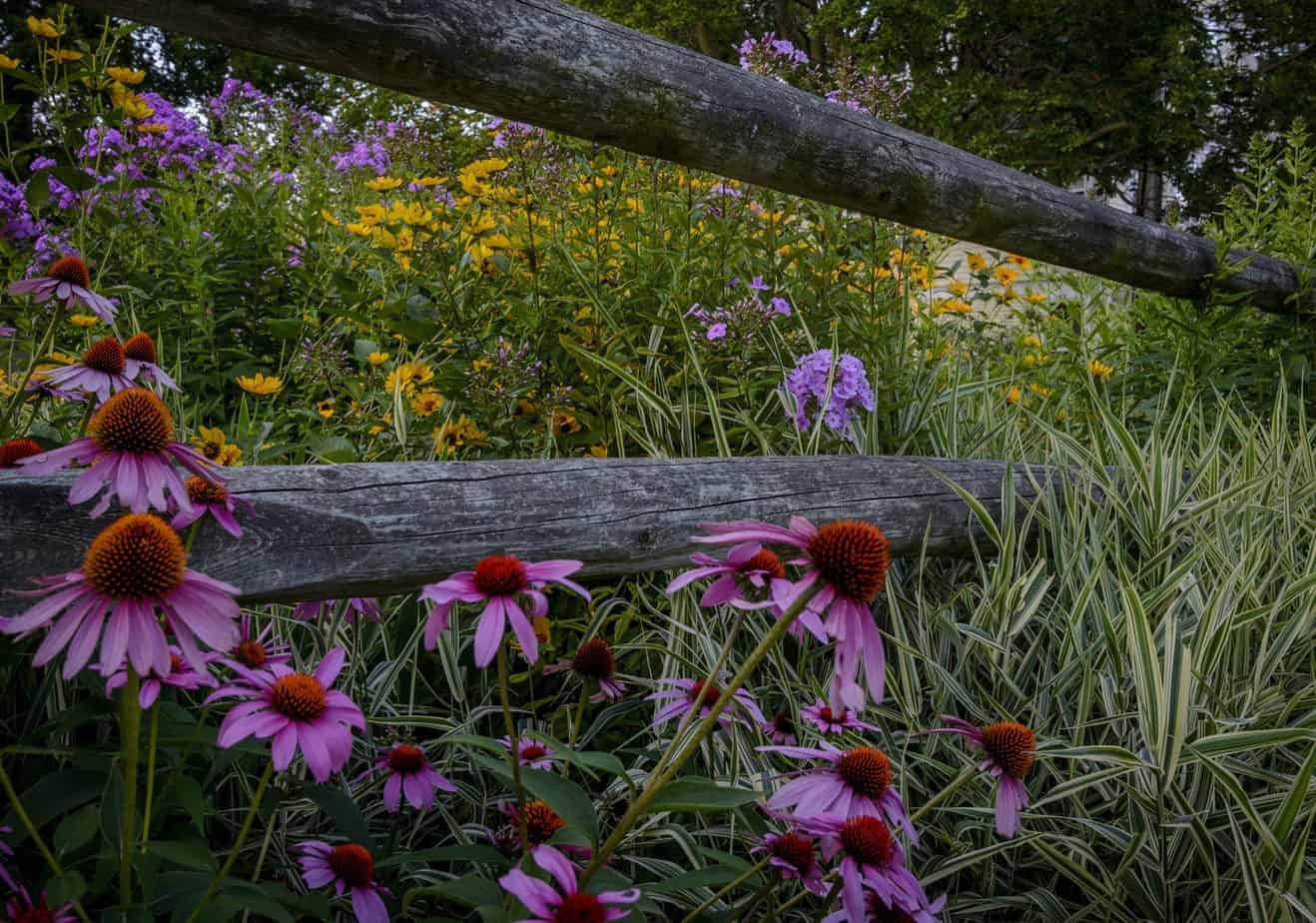 Native Texas Plants | Xeriscape | Texini | The Lone Star Lifestyle