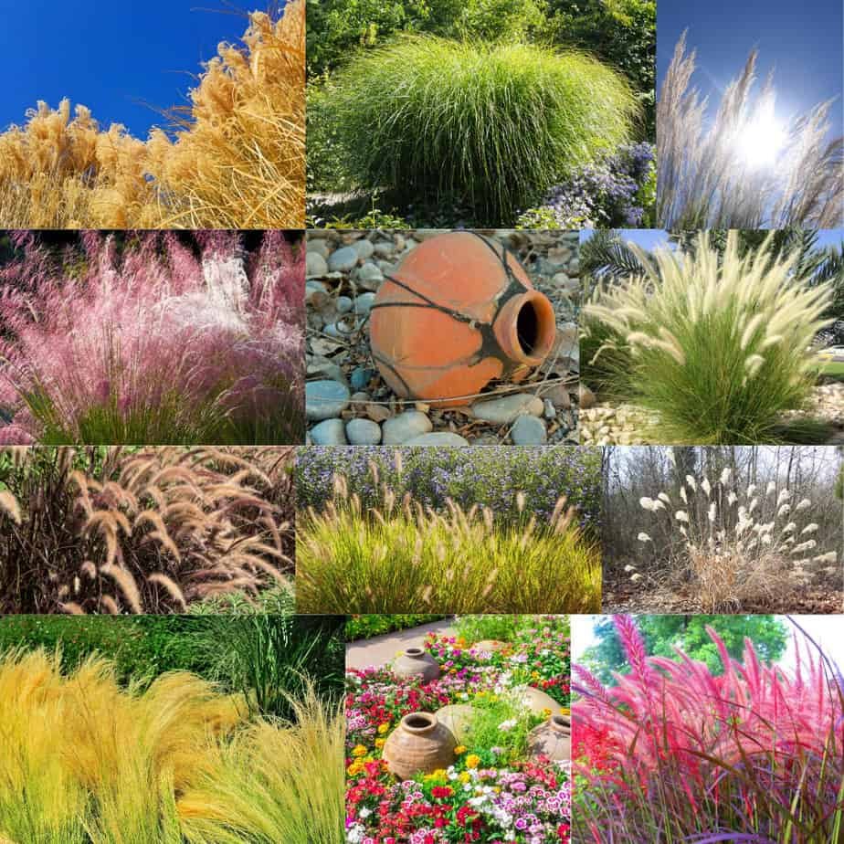 Native Texas Plants | Xeriscape | Texini | The Lone Star Lifestyle