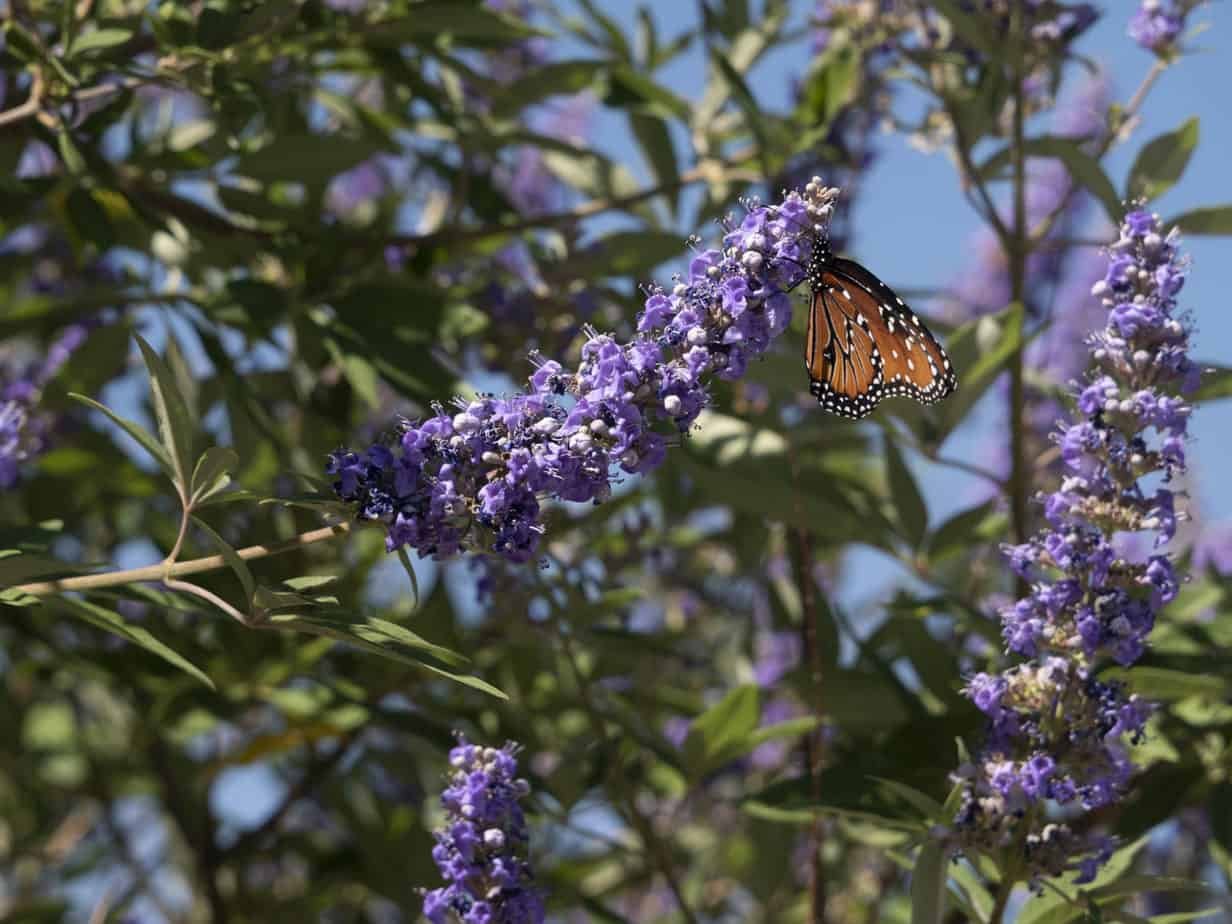 Native Texas Plants | Xeriscape | Texini | The Lone Star Lifestyle